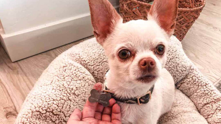 Engrave custom charms and dog tags with Cricut Maker – Cricut